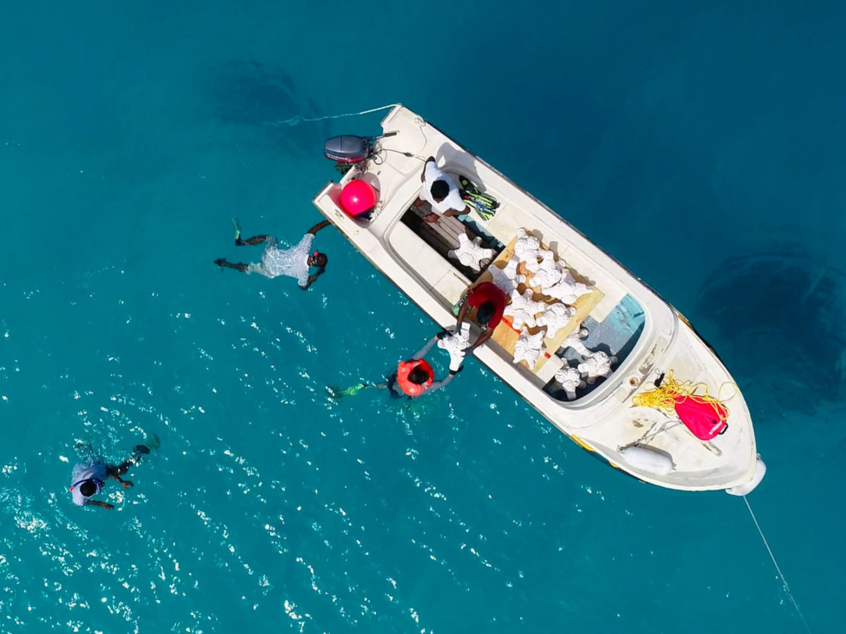 3D Printing Coral Reefs: Innovative Solutions for Sea Restoration