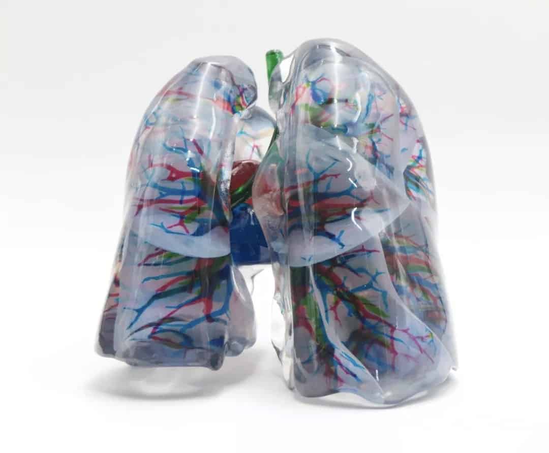 8 Best 3D Printed Medical Models Of Internal Organs We Have Ever Made 8 Best 3D Printed Medical Models Of Internal Organs We Have Ever Made