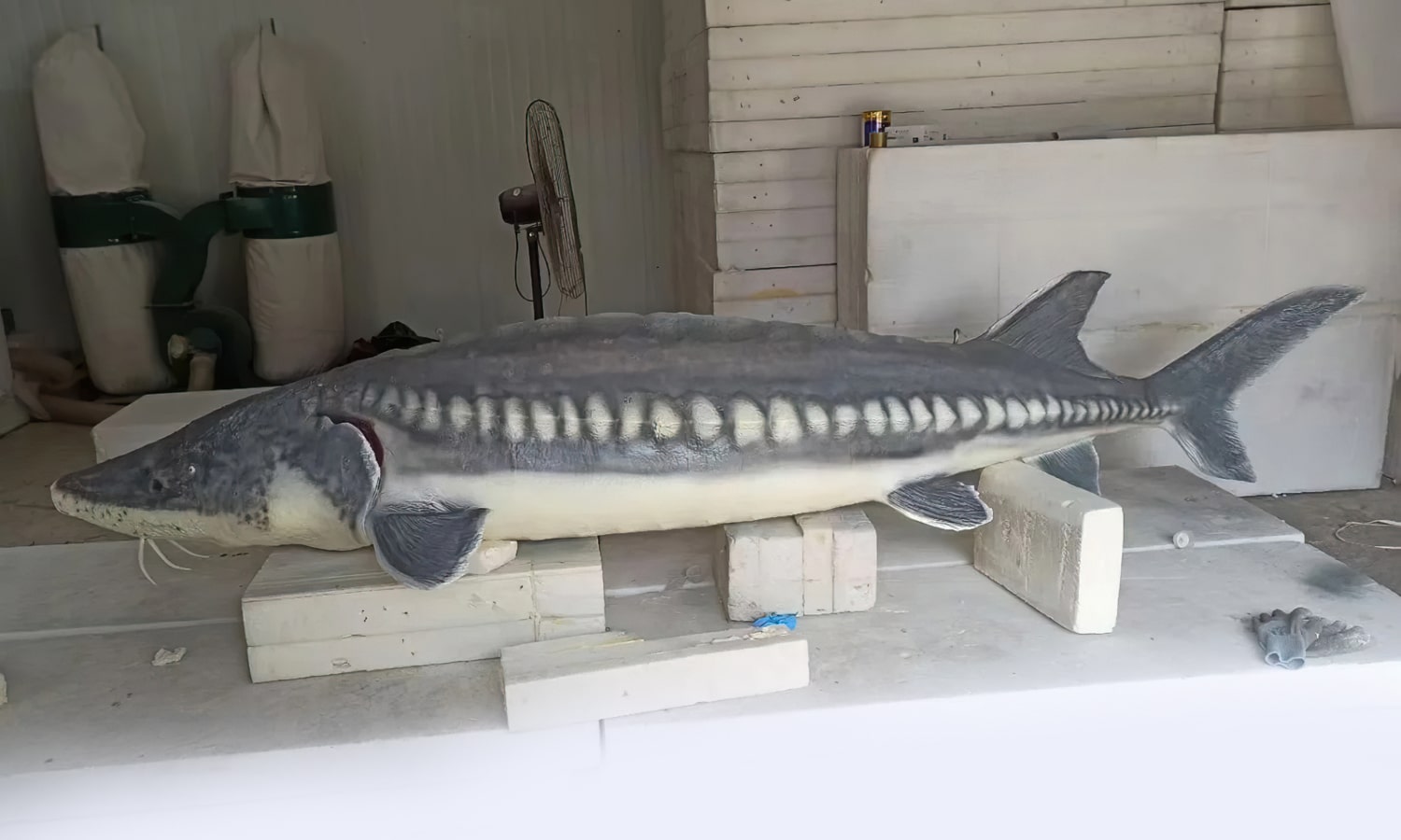 SLA 3D Printed Large-format Assembled Resin Chinese Sturgeon Model for ...