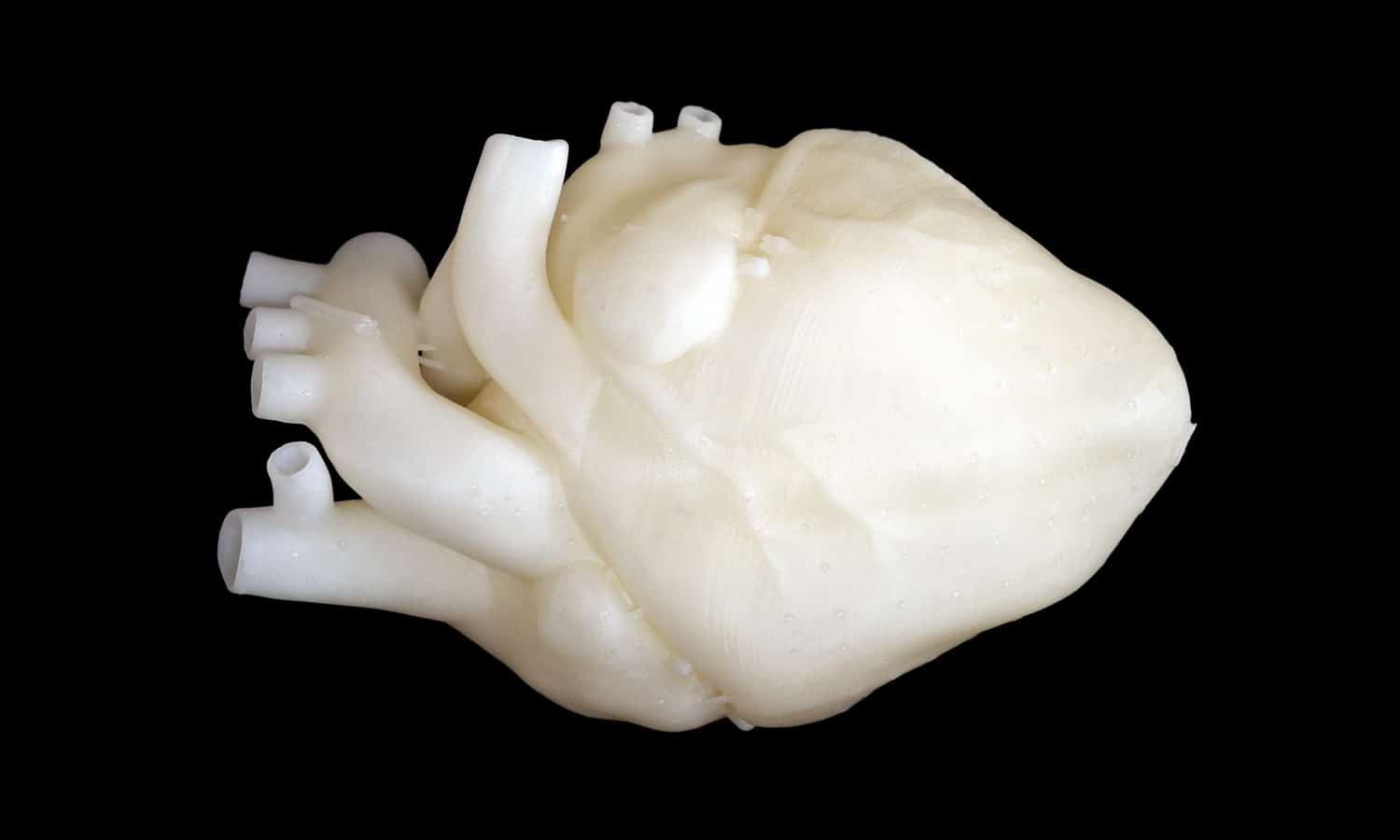 DLP 3D Printed Flexible Resin Anatomical Heart Model - FacFox