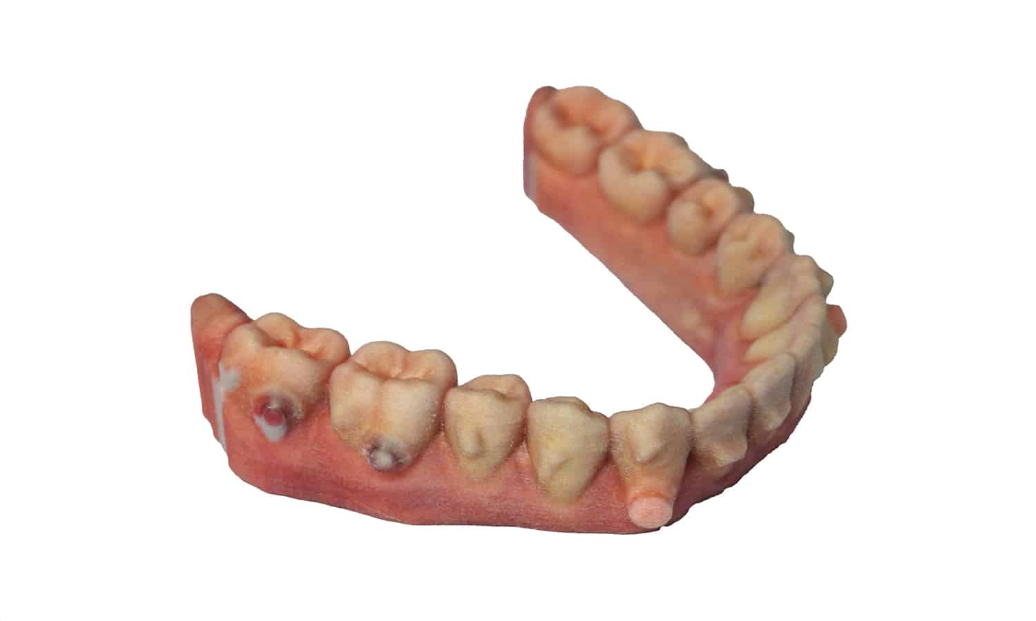 PolyJet 3D Printed Full-color Resin Dental Arches Model - FacFox