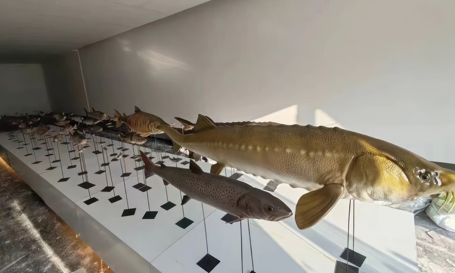 SLA 3D Printed Lifelike Resin Fish Models for Museum Display - FacFox