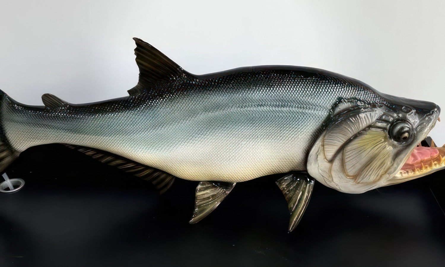 SLA 3D Printed Lifelike North American Payara Fish Model - FacFox