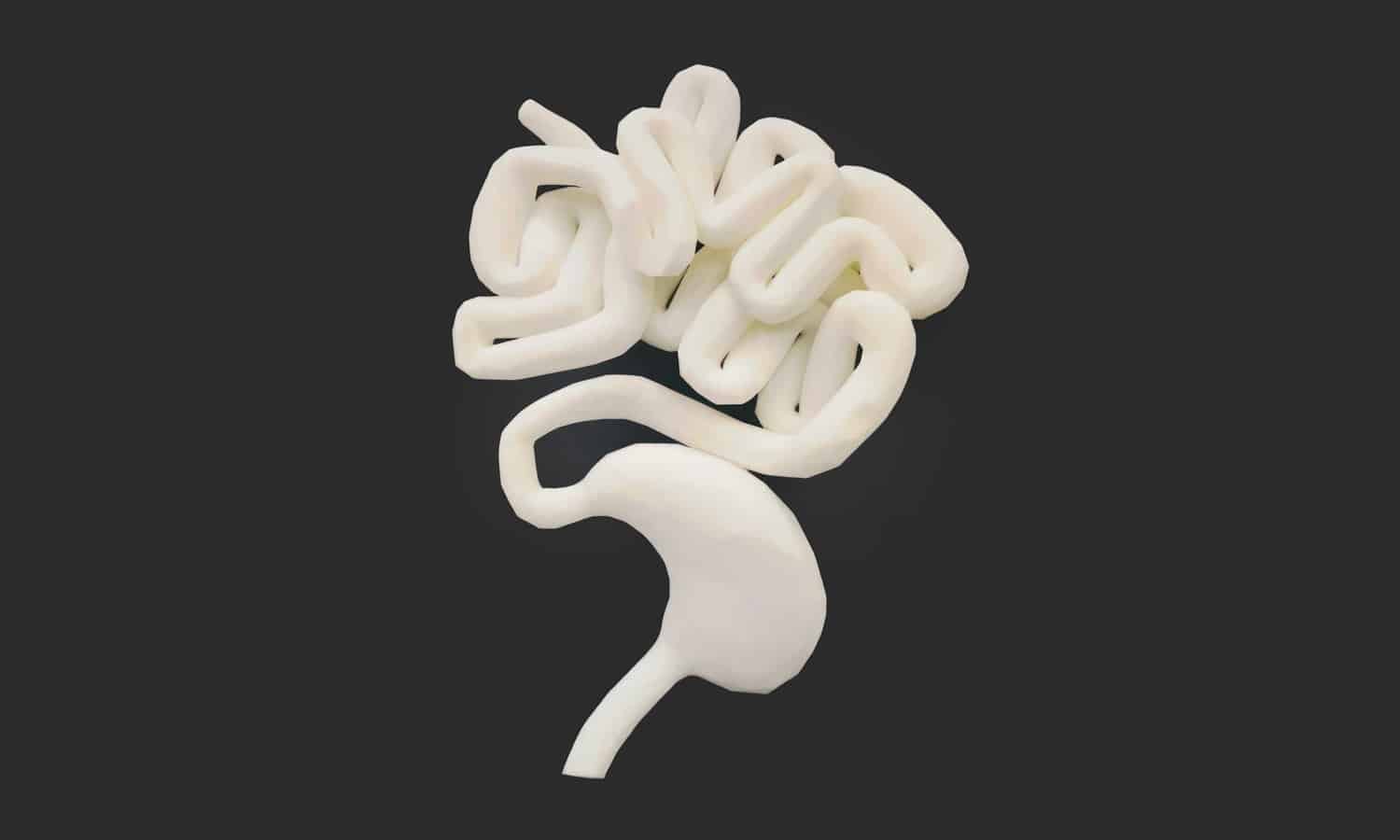 SLA 3D Printed Gastrointestinal Tract Anatomical Model - FacFox